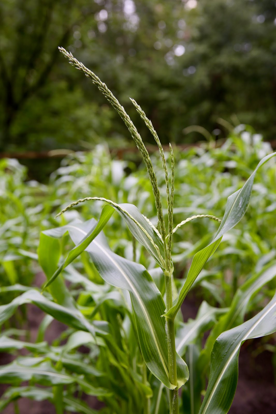 Sweet Southern Days: Growing Sweet Corn In The Garden