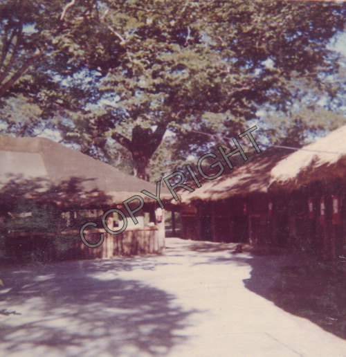 Born Warriors: Brothers in Arms