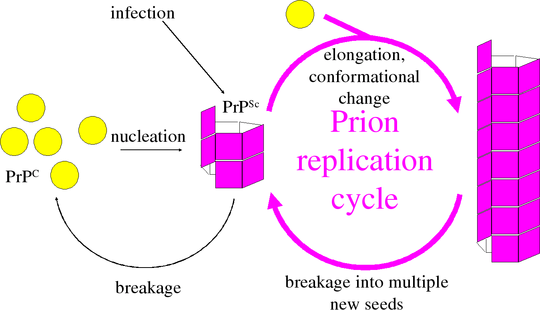 cmoore's blog: Bacteria vs Prion vs Virus
