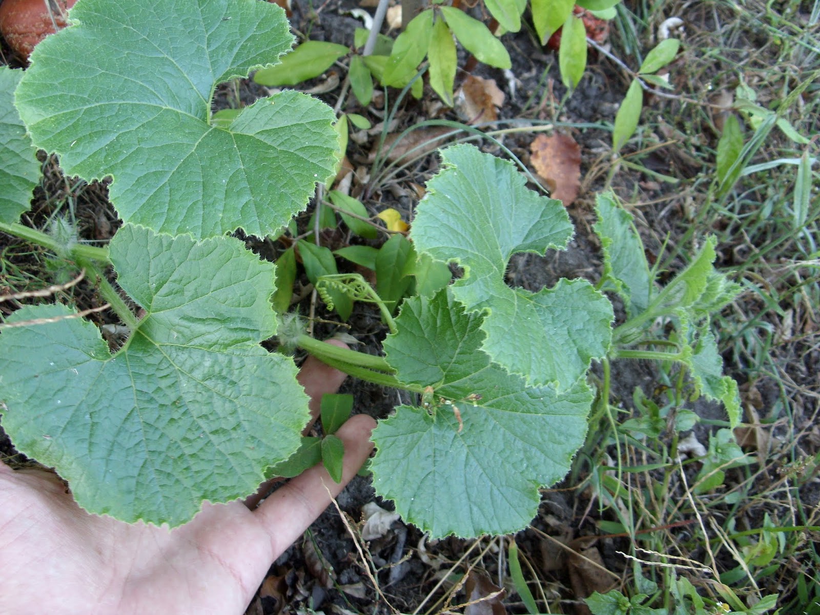 Scirpidiella's Plants: Wild squash species (Cucurbita sp. div.)