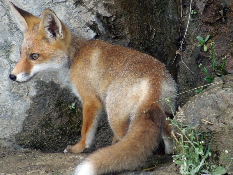 Verde y Cordial: Guineu – Vulpini – Fox