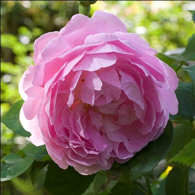 Madeira Rose Garden-English: Modern Garden Roses
