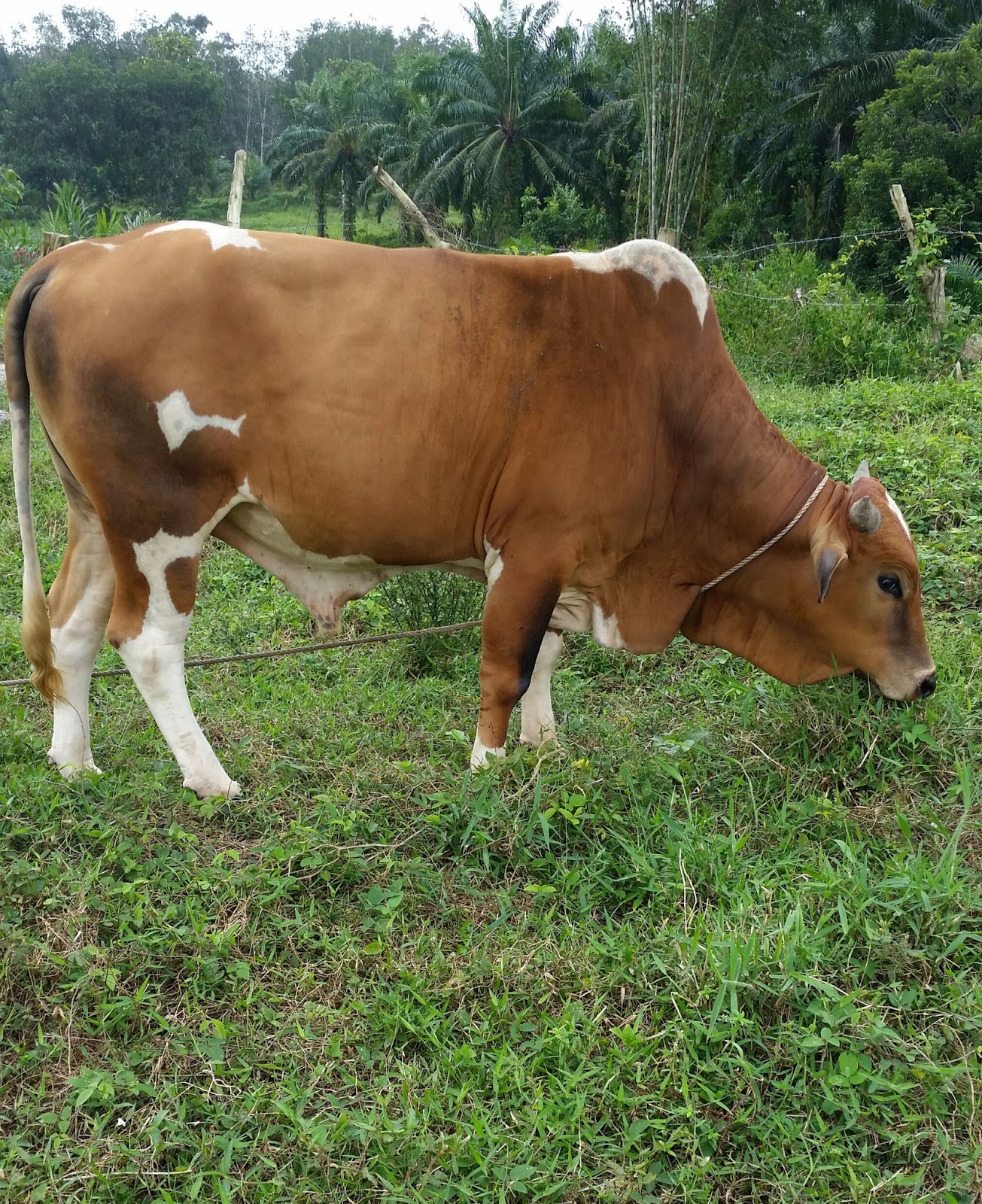 Warisan Petani: Ternakan Lembu 5