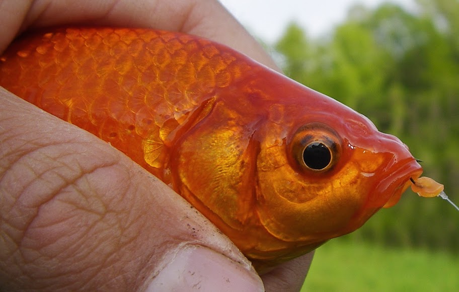 Ben Cantrell's fish species blog: Lake Michigan salmon, wild goldfish ...