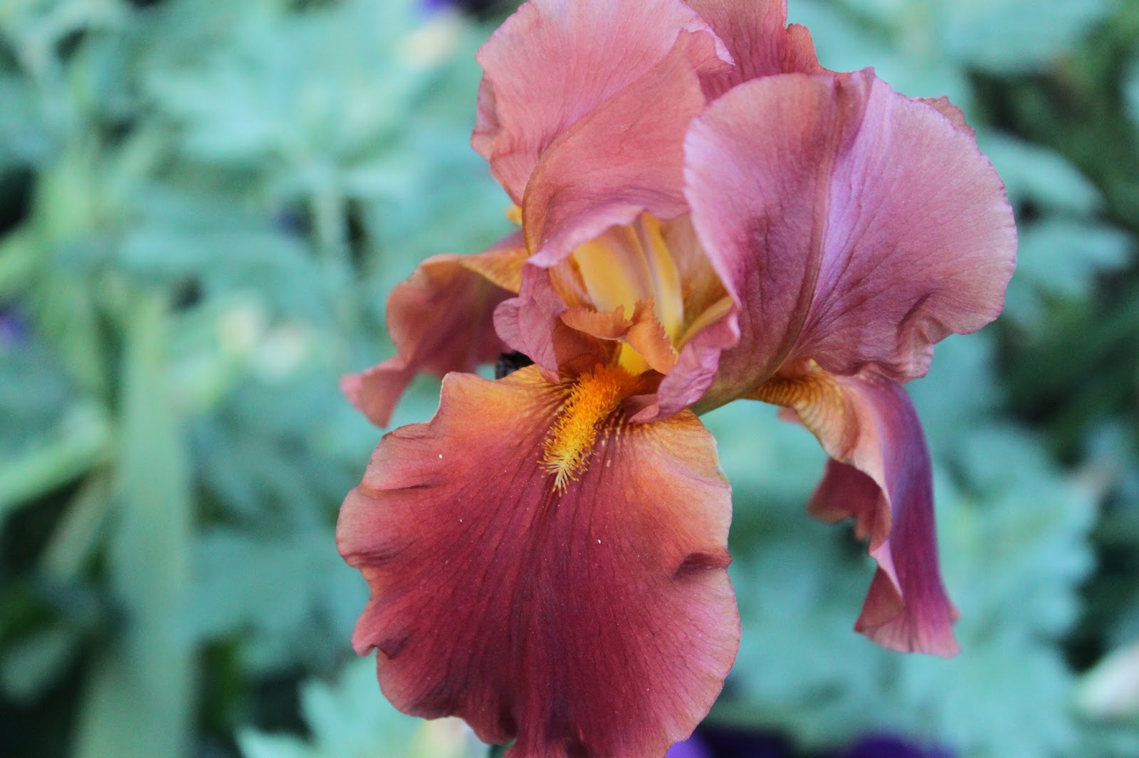 Pat's Addition: Peony Patch Glory