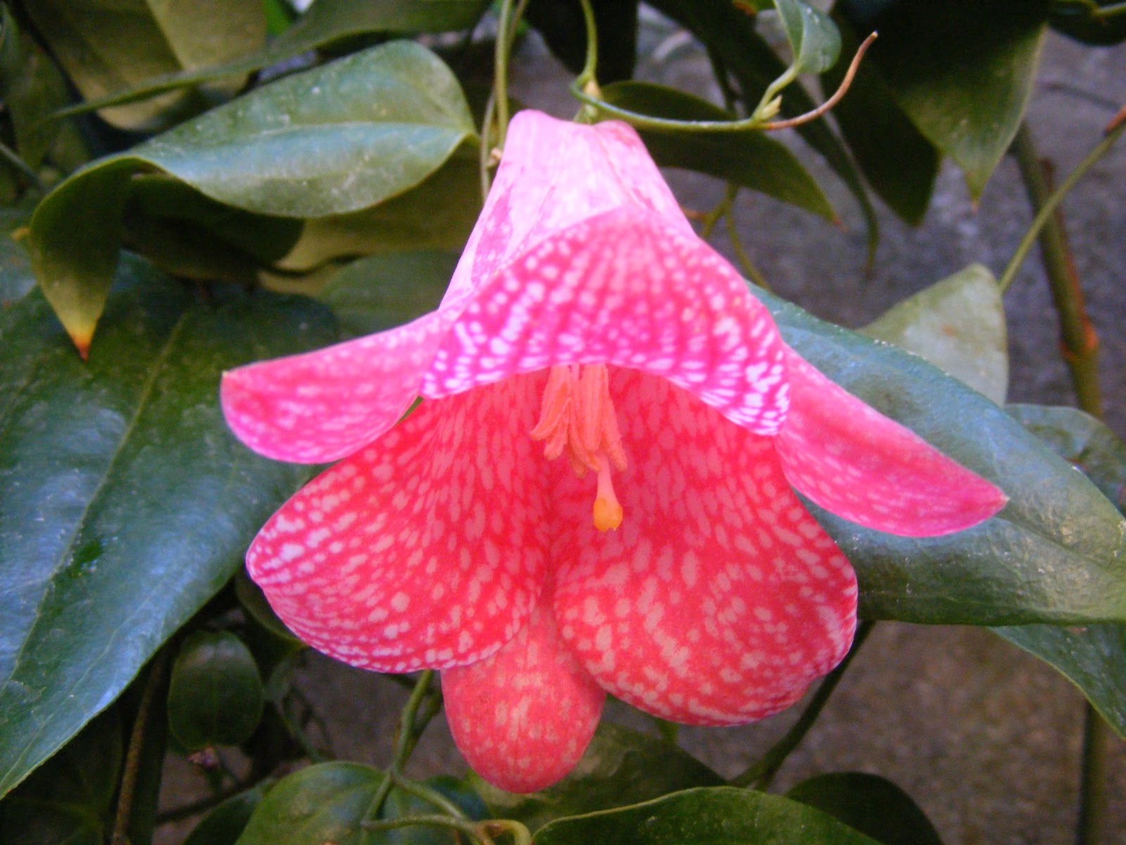 Desde este lugar del mundo: Copihue. Flor nacional de Chile