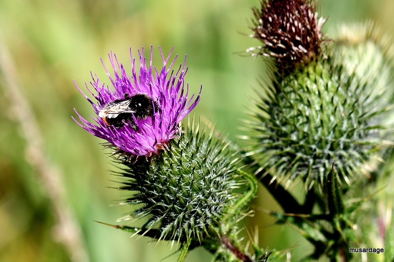 Le cirse commun, un chardon vulgaire. | Musardage du côté de Trégunc