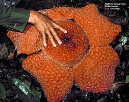 El Blog de la Loles Independiente 2: Las dos flores mas grandes del ...