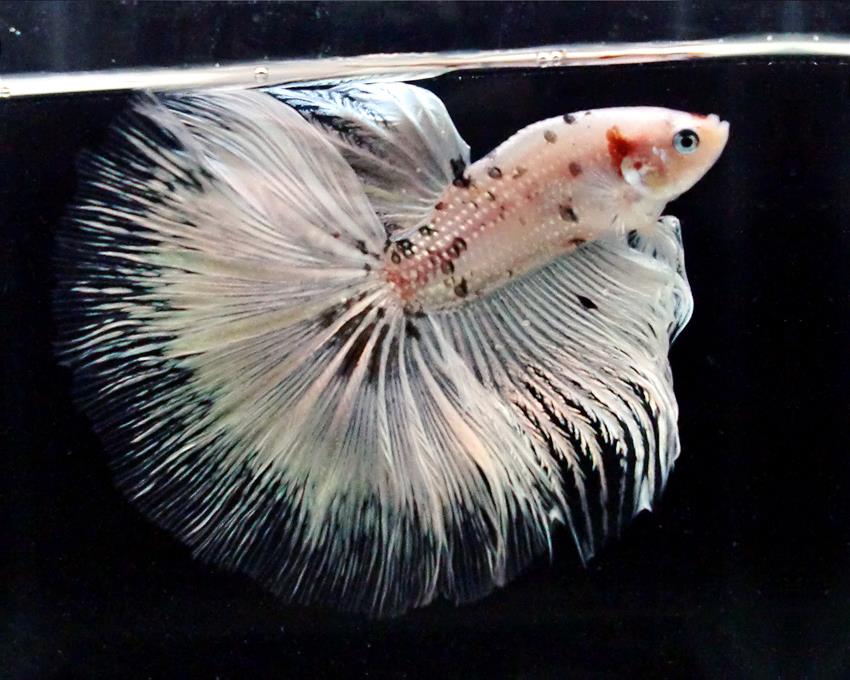 PG's Betta Store: [Sample] Devil Dalmatian Halfmoon Betta Fish