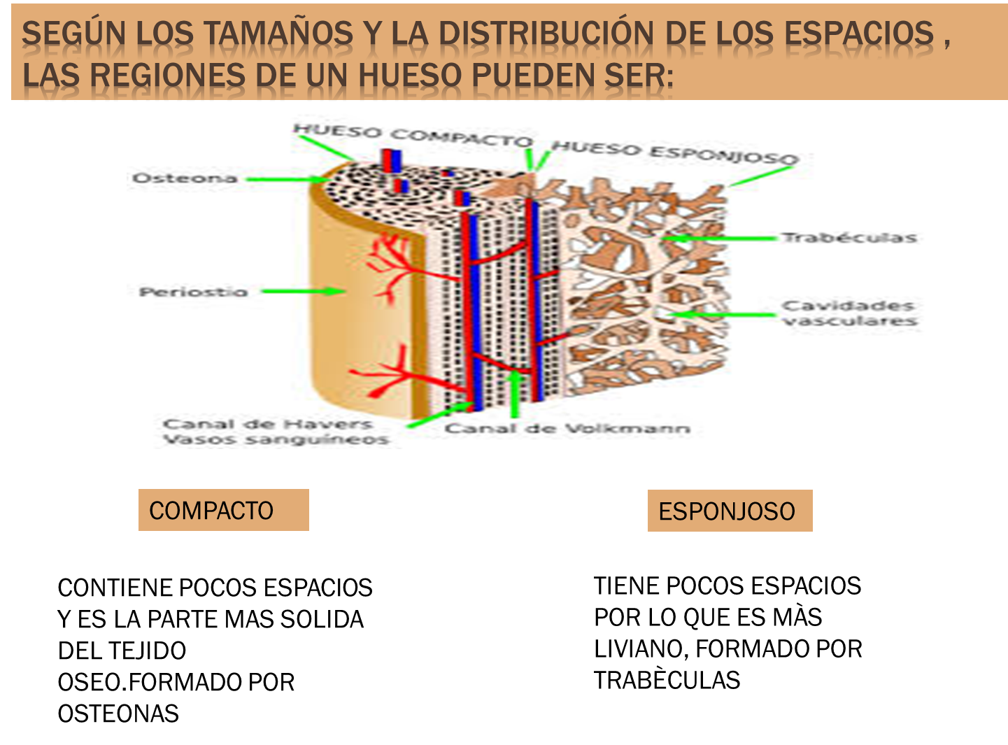 Explorando los Procesos de la Fisiologia Animal: UNIDAD I: Tejido Oseo ...