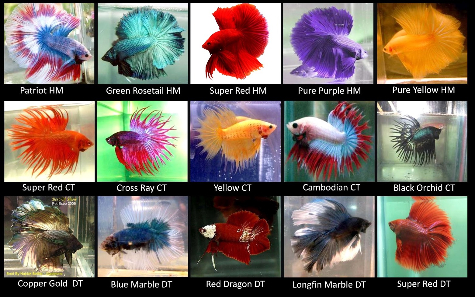 penyuluh perikanan tayu: Jenis Jenis Ikan Hias Air Tawar