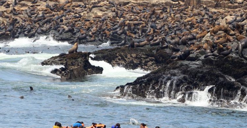 PASEO EN LAS ISLAS DEL CALLAO: Conoce los Lobos Marinos y Pingüinos en ...