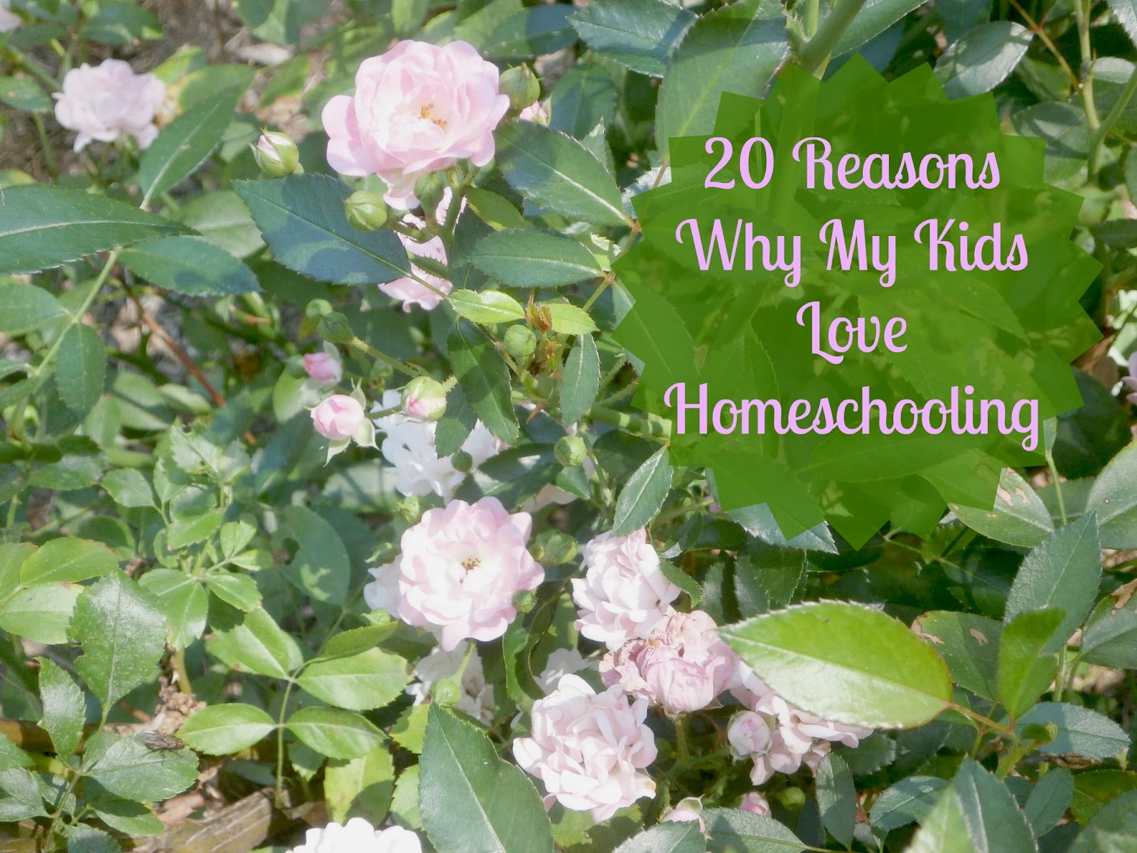 20 Reasons Why My Kids LOVE Homeschooling