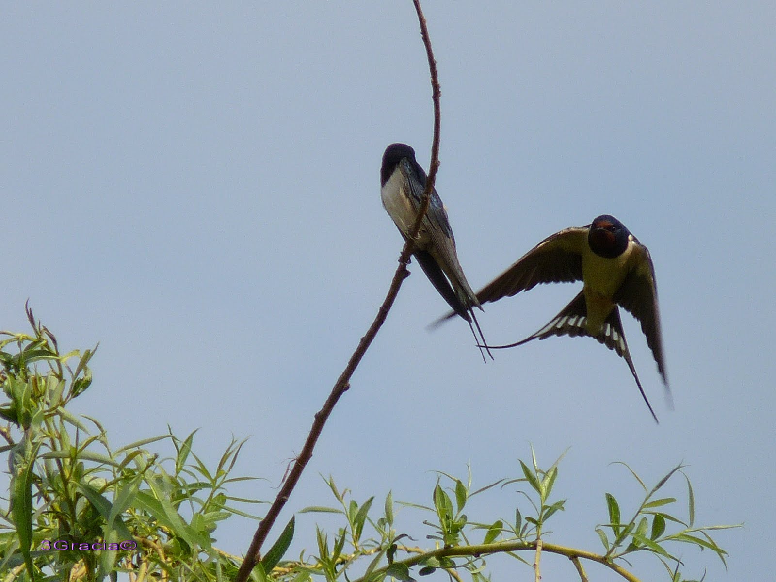 Kertünk madarai - kertem madarai: Udvarlás füstifecske módra