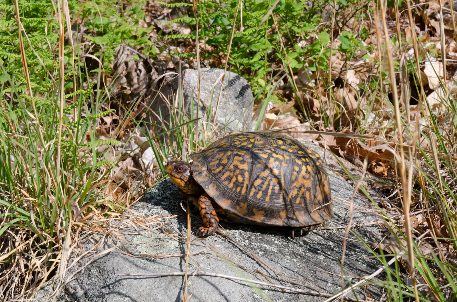 Connecticut Audubon Society: Eastern Box Turtle at Trout Brook Valley