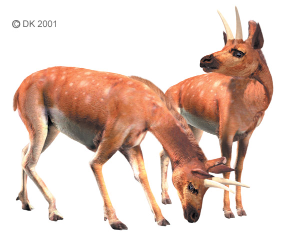 Escenarios prehistóricos: Cranioceras