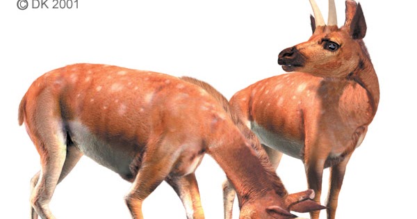 Escenarios prehistóricos: Cranioceras