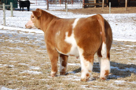 Lautner Farms: High Seller - $76,000 - Monopoly x Yellow Jacket Bull ...