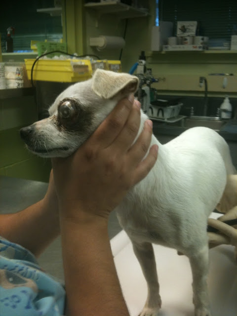 Dog Abc: Dog Eye Patch