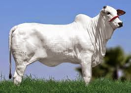 GANADO BOVINO: RAZA NELORE