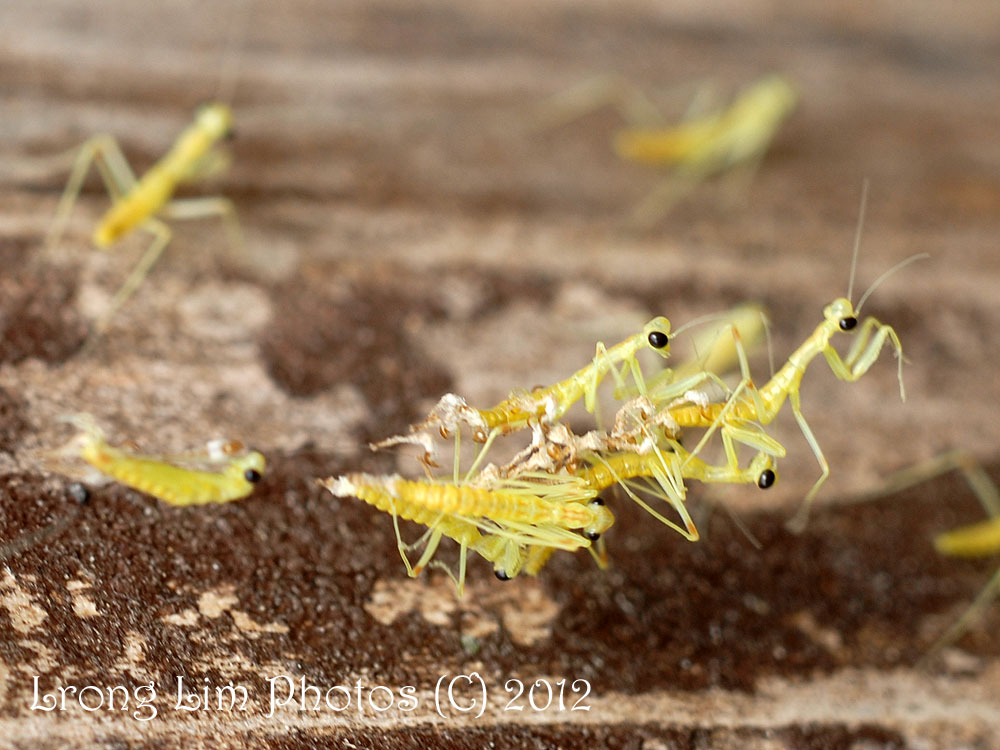 Kedahan-Malaysian @ Japan: Praying mantis hatching...
