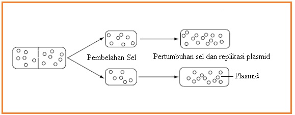 BIOLOGI GONZAGA: TRANSPLANTASI GEN-TEKNIK PLASMID