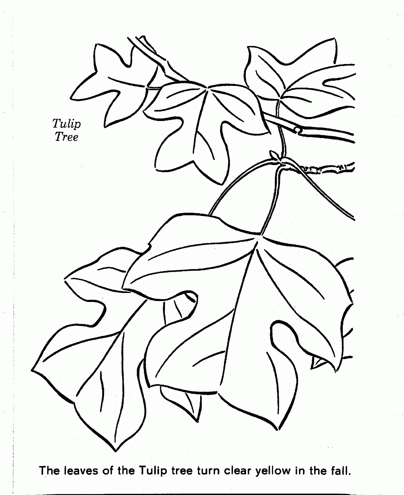 desene natura plante imagini de colorat ~ Desene Imagini de colorat