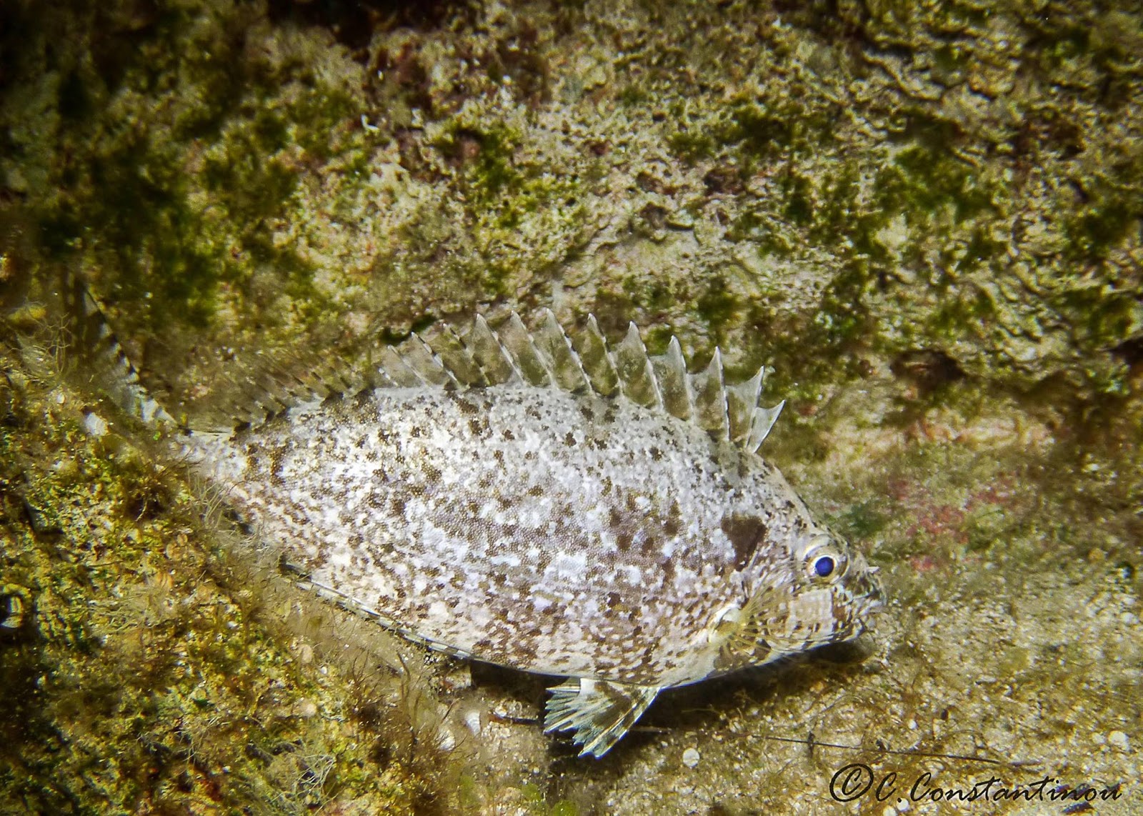 Biodiversity of Cyprus by NGO Protection of the Natural Heritage and ...
