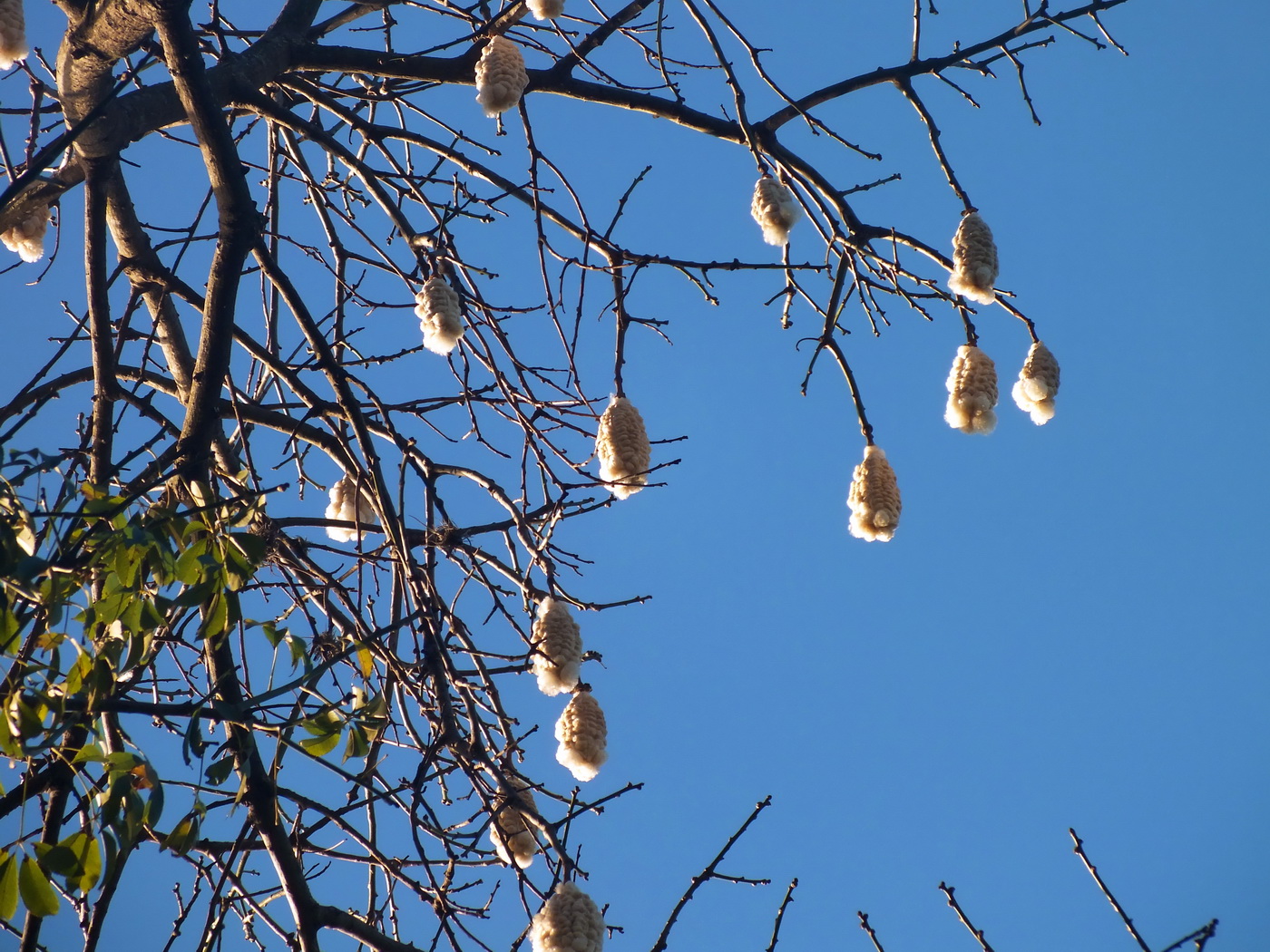 visitante: Paineira-Rosa – Ceiba Speciosa