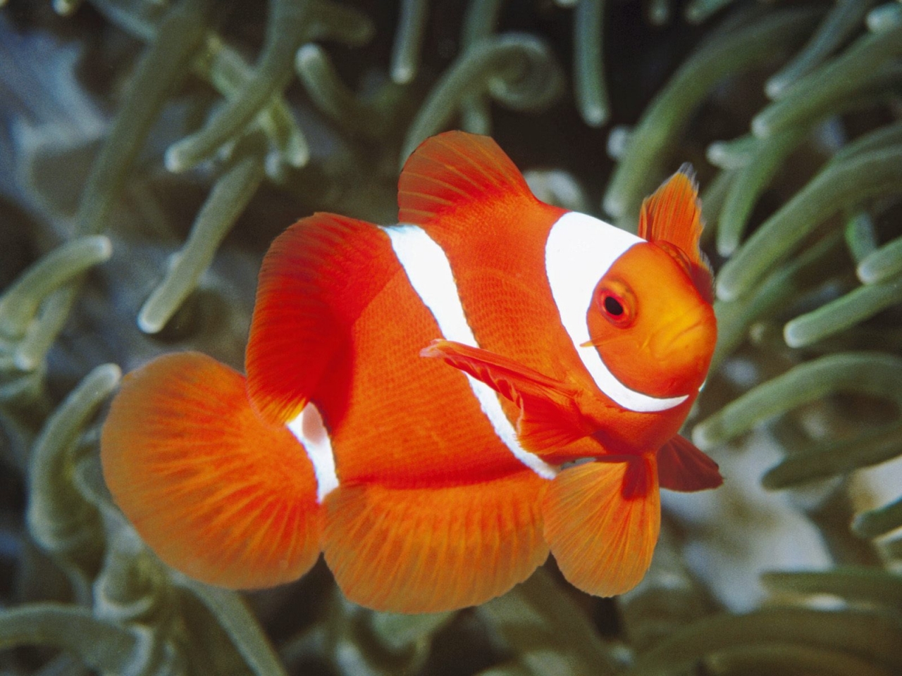 Fish and Sea Animals Beauty HD Wallpapers | Golden Pics