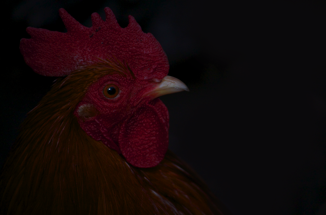 wildlifebilly: Day out with Kate MacRae