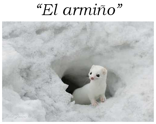 El blog de Marco Peña: El armiño