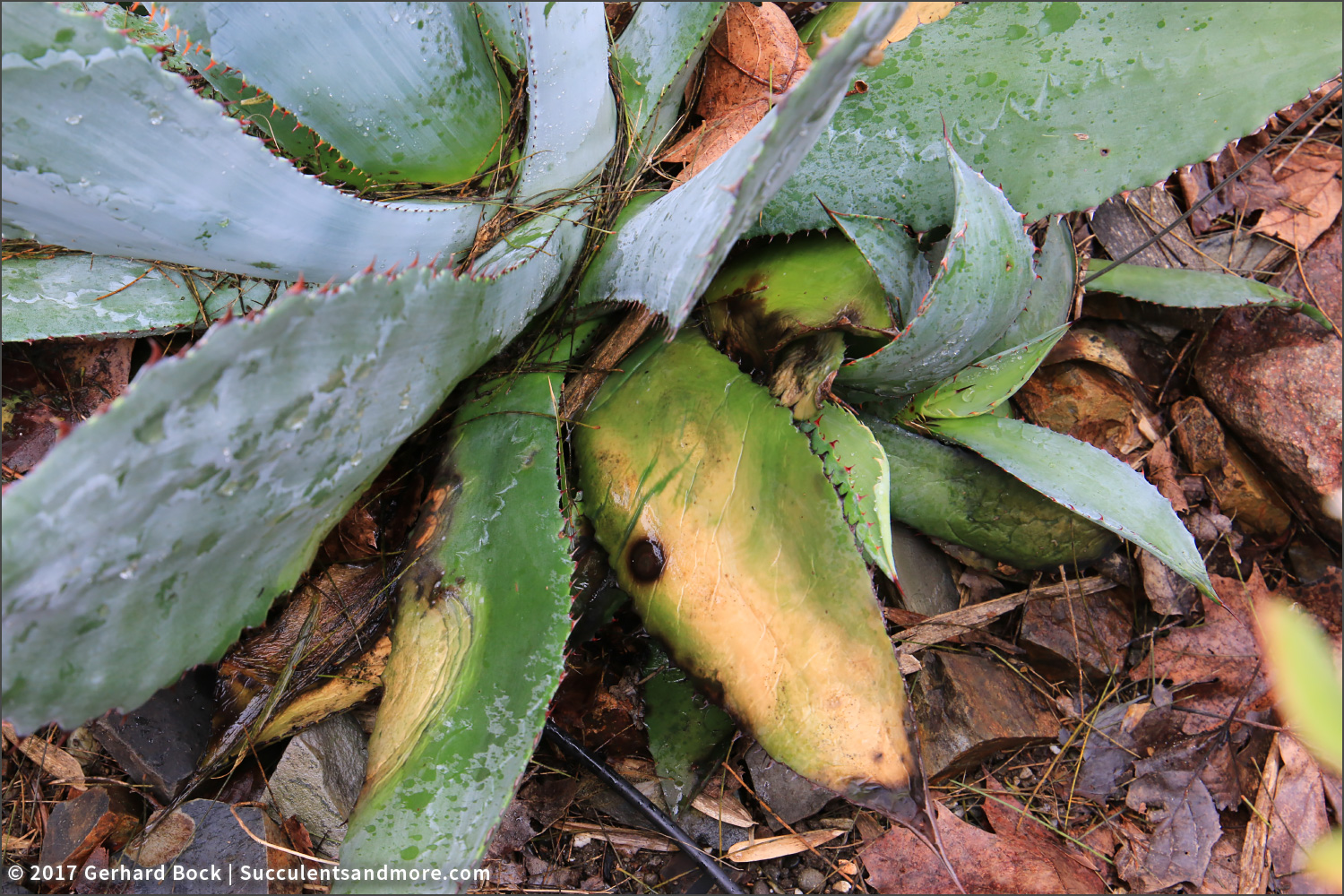 Succulents rotting in drought-busting rain