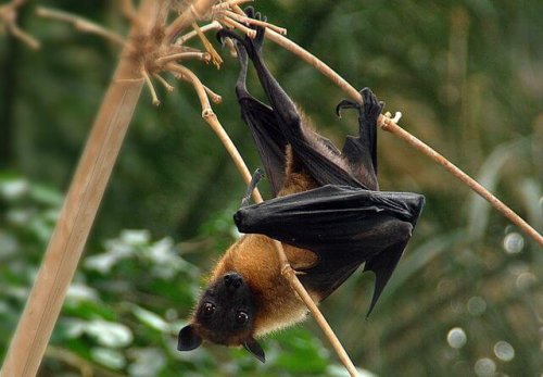 Como evolucionan los murcielagos