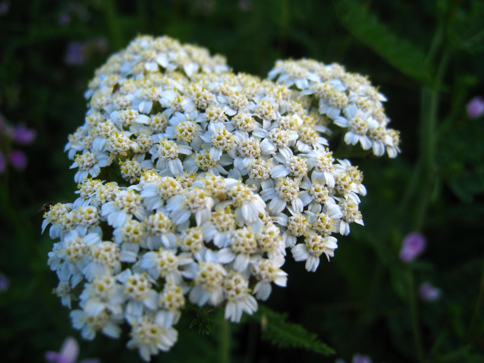 Ondine's Curse: common yarrow
