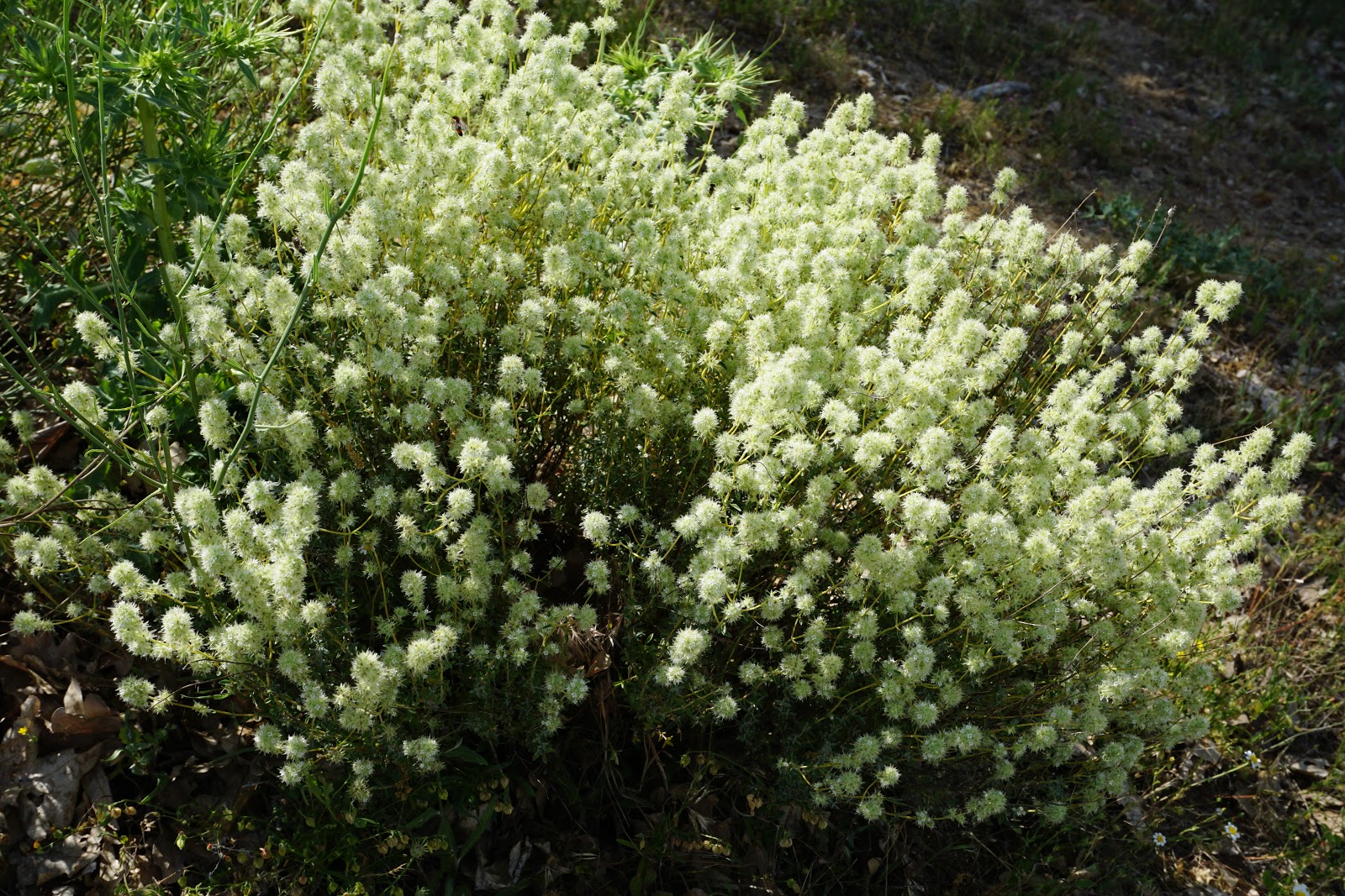 Plantas de Huerta Otea, Salamanca: Mejorana, tomillo blanco (Thymus ...