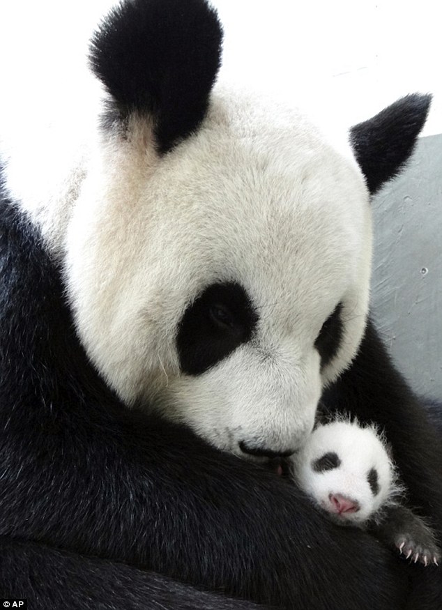 White Wolf : Baby Panda Meets Mom For The First Time (Video)