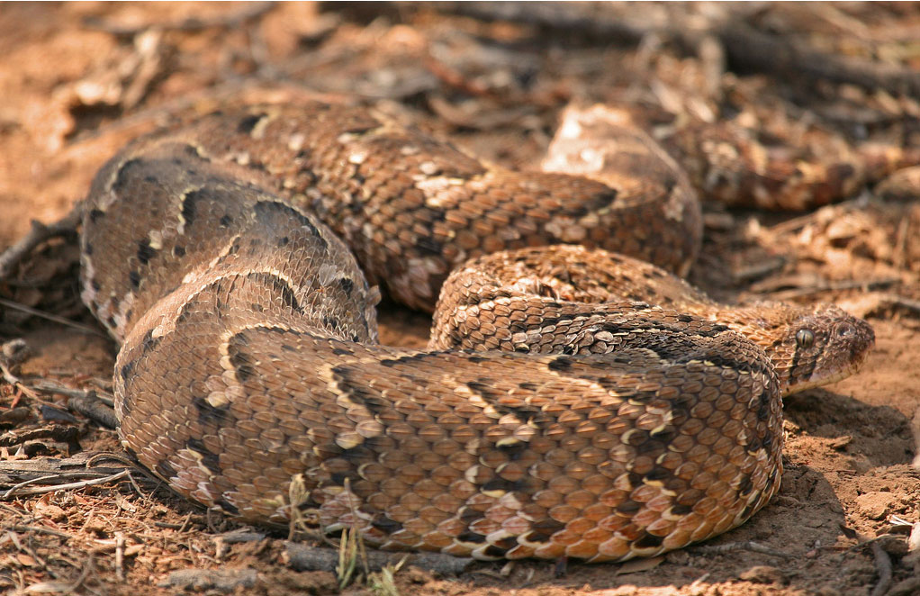 Puff adder under strangler fig | GVI UK