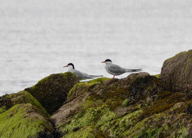 Woods Walks and Wildlife: May 2013