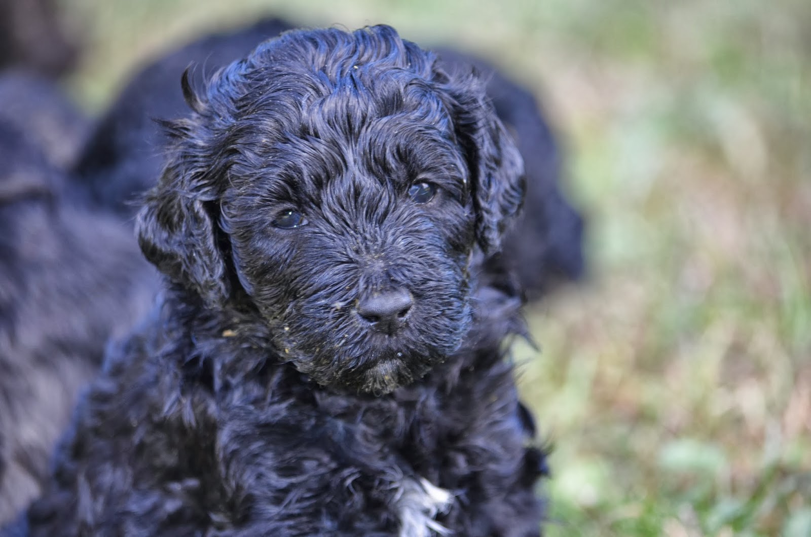 Hickory Tavern Farm Barbet: Barbet Puppies...they just keep getting cuter!
