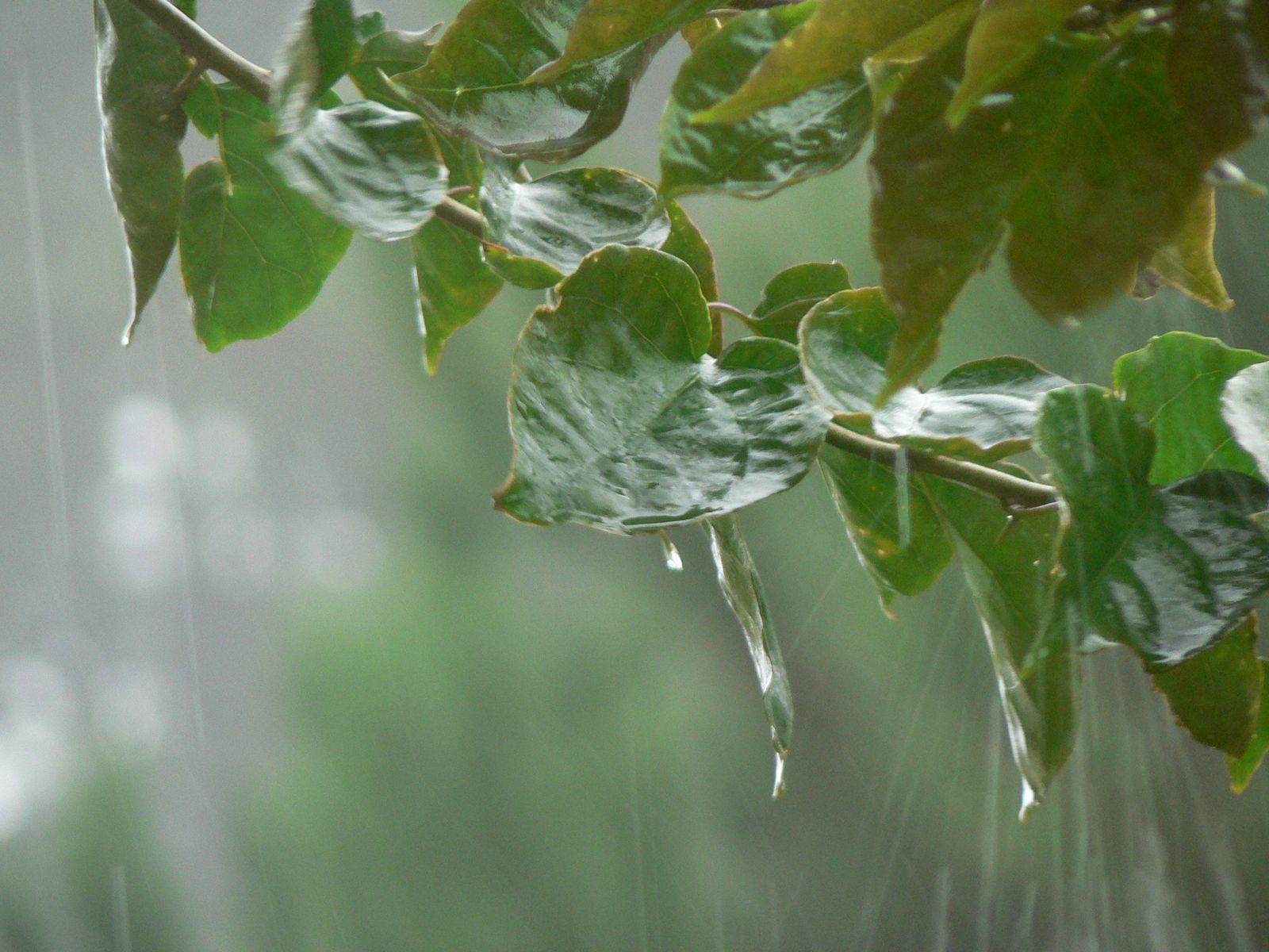 When Numbness Of Emotions Passes By After The Rain when-numbness-of-emotions-passes-by-after-the-rain