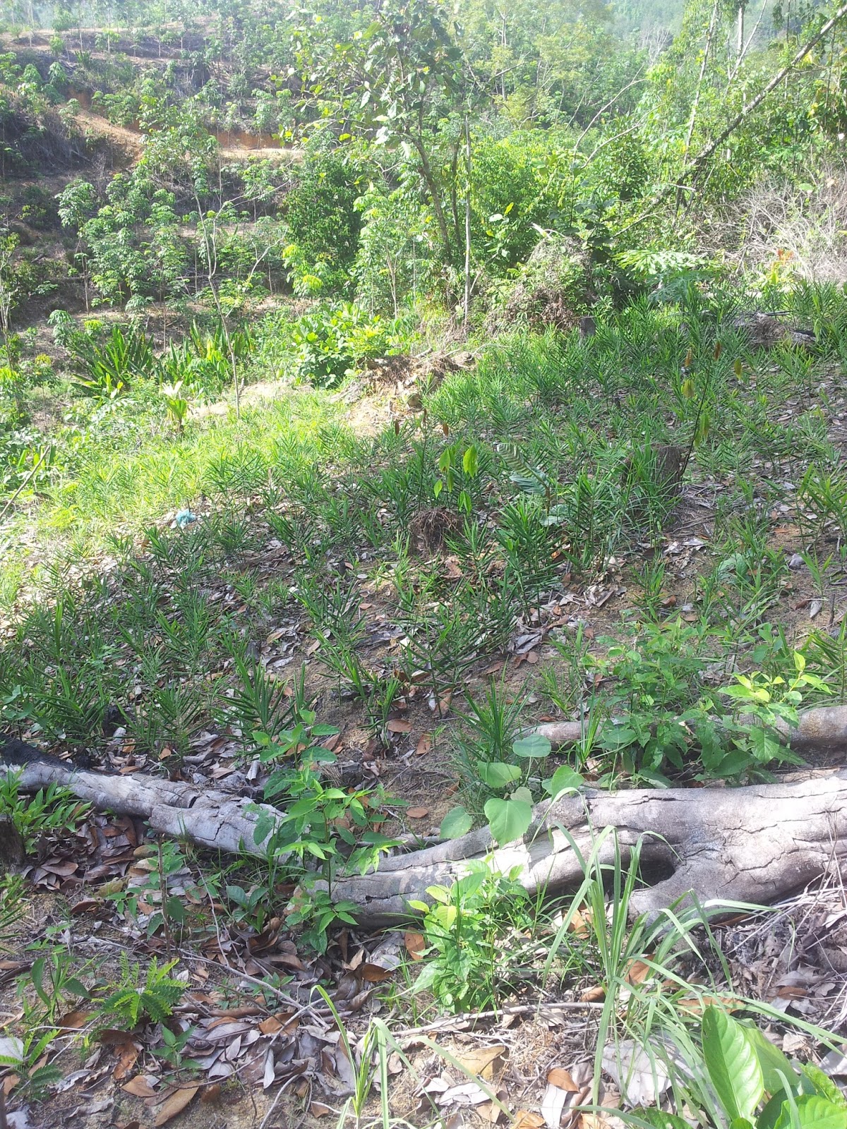 Tanaman Halia: Tanaman Halia 3rd.