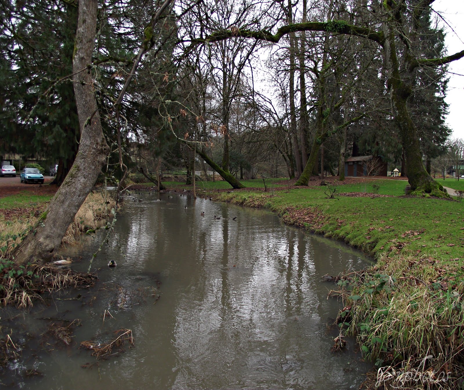 Photos by Jan: Island Park-Springfield, Oregon