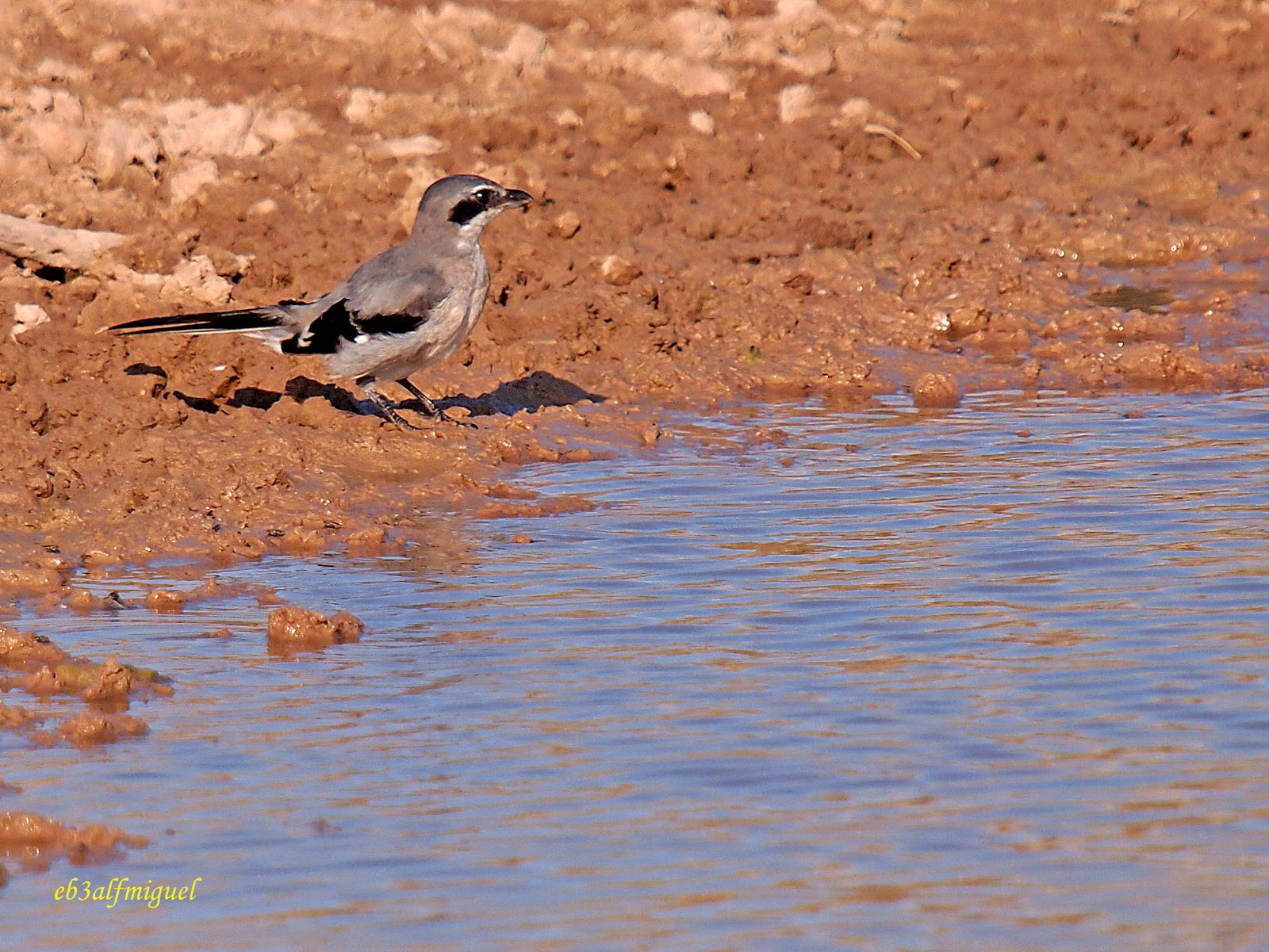 Miguel fotografia: Alcaudón real o alcaudón sureño (Lanius meridionalis)