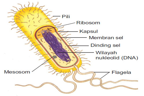 Ciri Ciri dan Struktur Bakteri Secara Rinci - Biologi Edukasi: Belajar ...