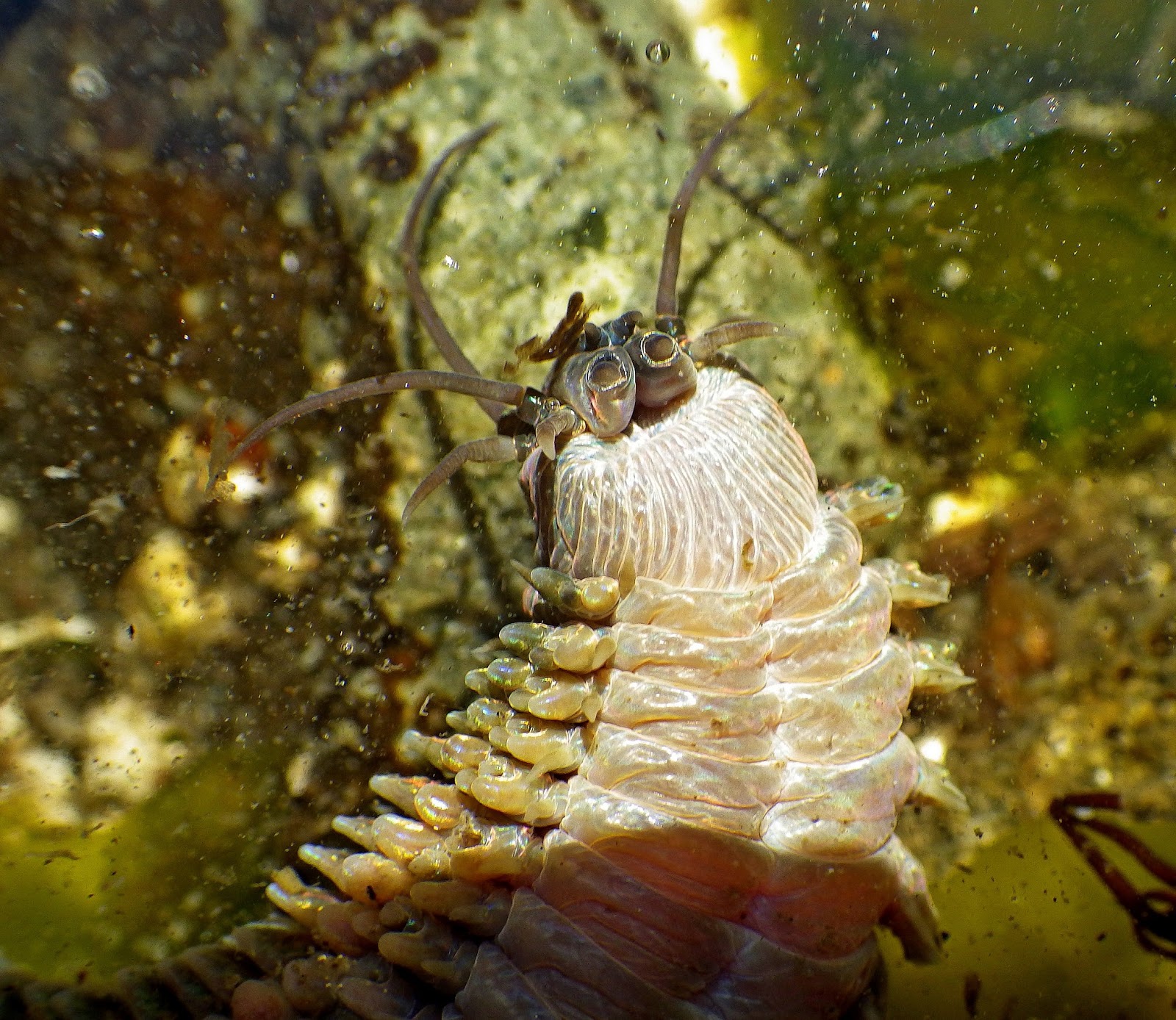 Buzz's Marine Life of Puget Sound: Pile Worm Takes a Stroll in the Sun