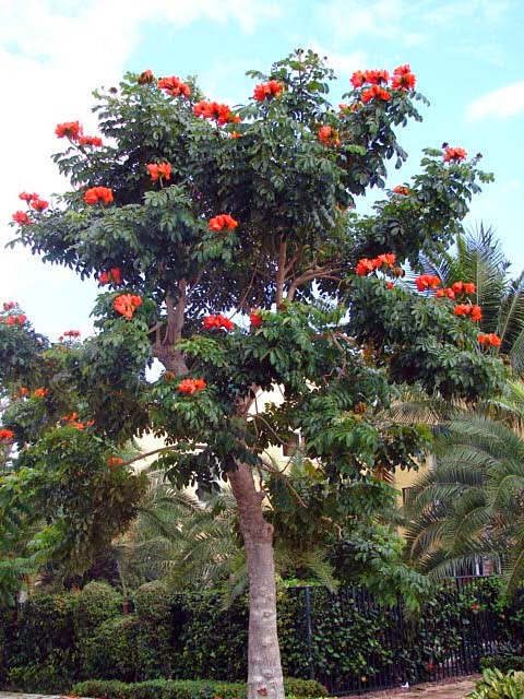 Gardening South Florida Style: Flowering Trees in South Florida