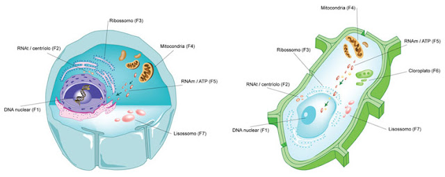 BioUai: Download Slides sobre a células e suas estruturas
