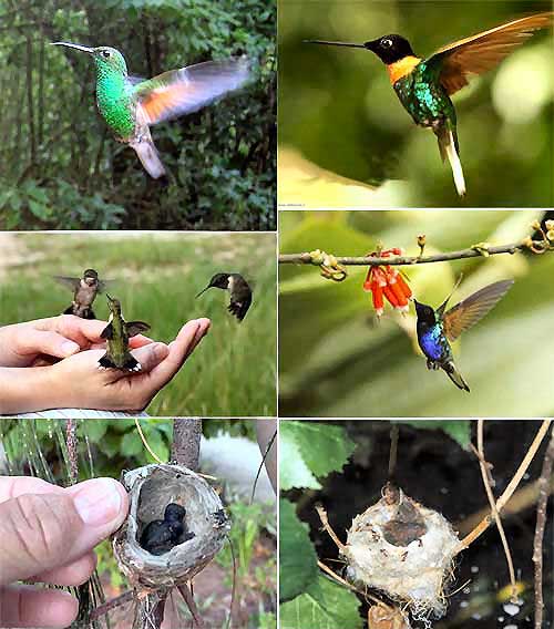 Amici-in-allegria: Colibrì
