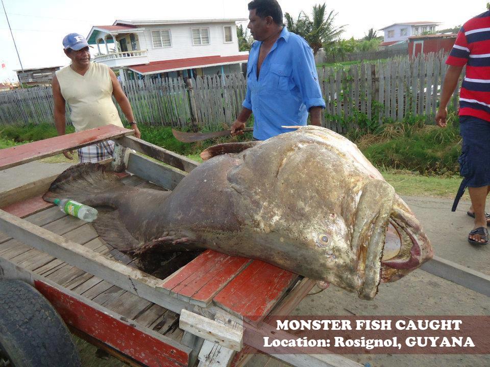 Flights and Everything Guyana: Monster Fish Guyana